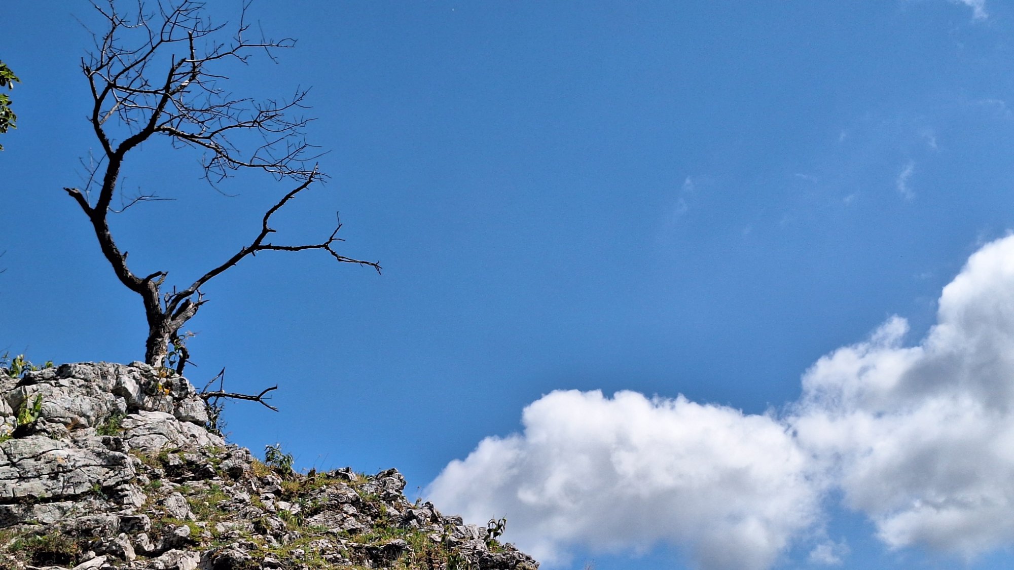 Solve Strom - Tree jigsaw puzzle online with 60 pieces