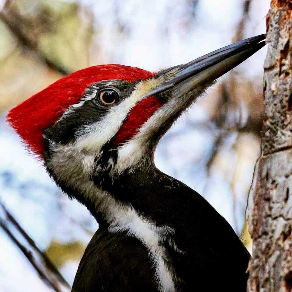 Solve Pileated Woodpecker jigsaw puzzle online with 196 pieces
