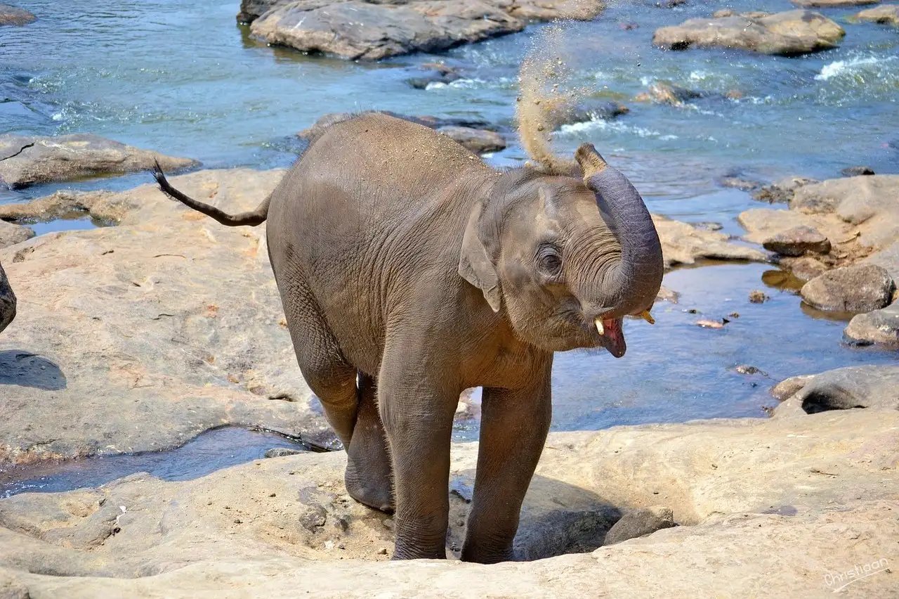 Solve Baby Elephant jigsaw puzzle online with 216 pieces