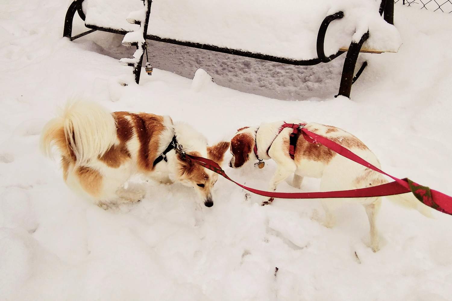 Solve Mabel & Bailey jigsaw puzzle online with 54 pieces