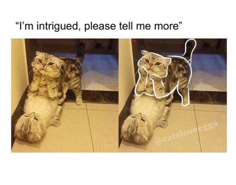 Solve Confusing Perspective #83 - Intrigued cat jigsaw puzzle online ...