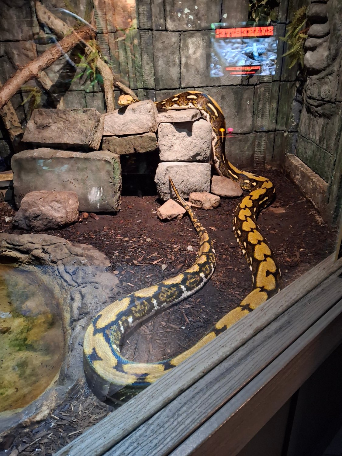 Jigsaw Puzzle | 99 pieces | Aquarium visit—Python | Jigidi