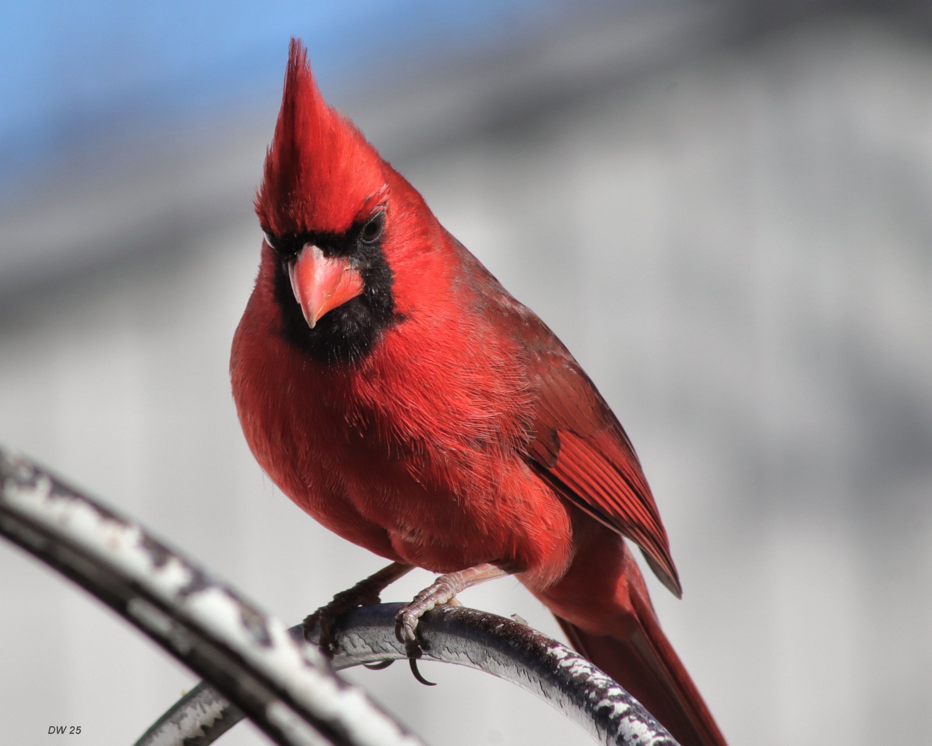 Solve Cardinal jigsaw puzzle online with 180 pieces