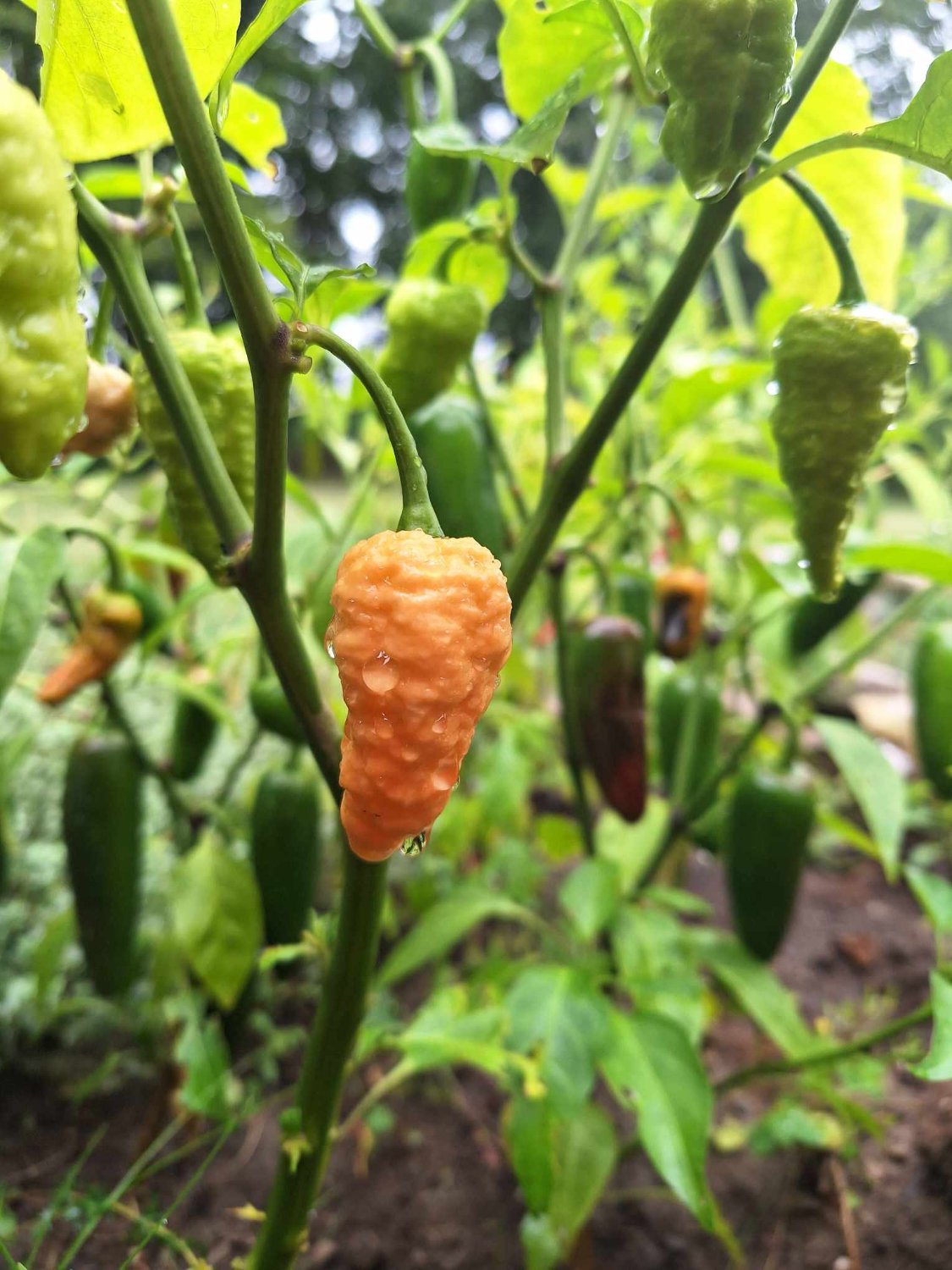 Solve Our first successfully grown ghost pepper! jigsaw puzzle online ...