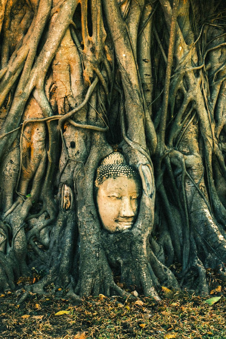 Solve MIGHTY BANYAN TREE - 2 OF 2 jigsaw puzzle online with 12 pieces