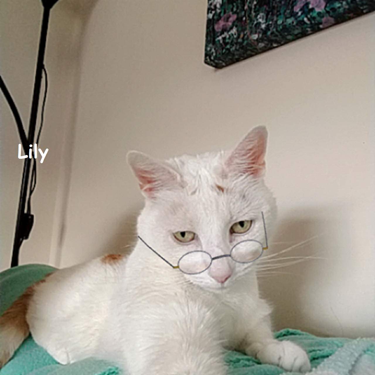 Jigsaw Puzzle | Lily 0384 - Professor Lily wants your full attention ...