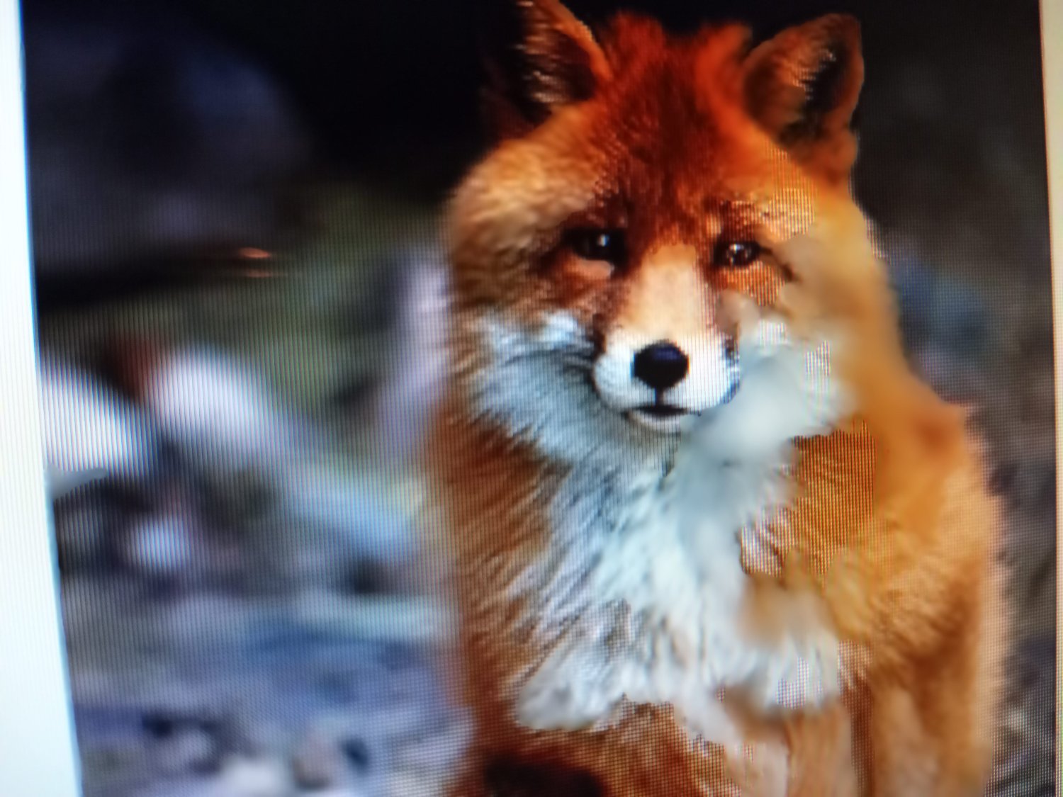 Solve Beautiful Fluffy Red Fox jigsaw puzzle online with 20 pieces