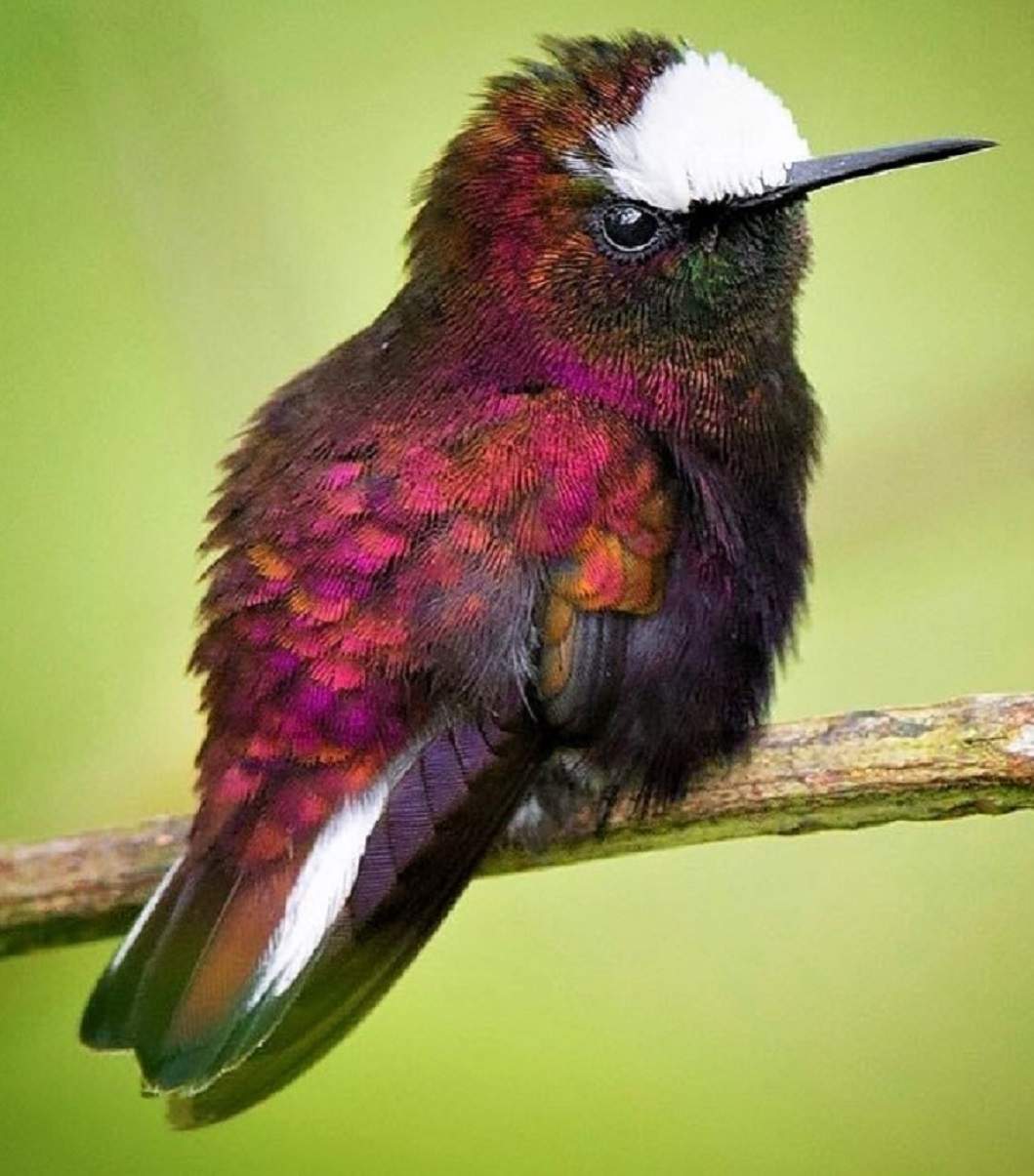 Solve Microchera snowcap Hummingbird jigsaw puzzle online with 323 pieces