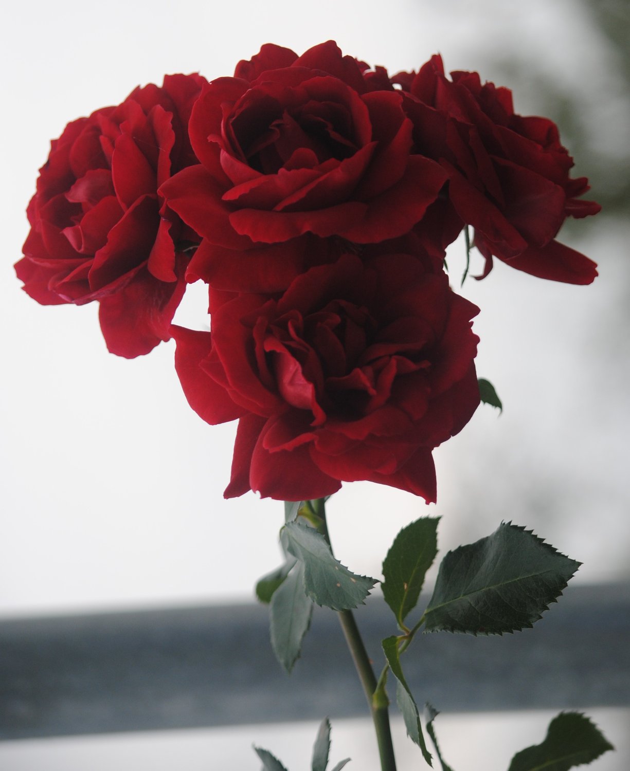 Solve rudé růže🌹 jigsaw puzzle online with 63 pieces