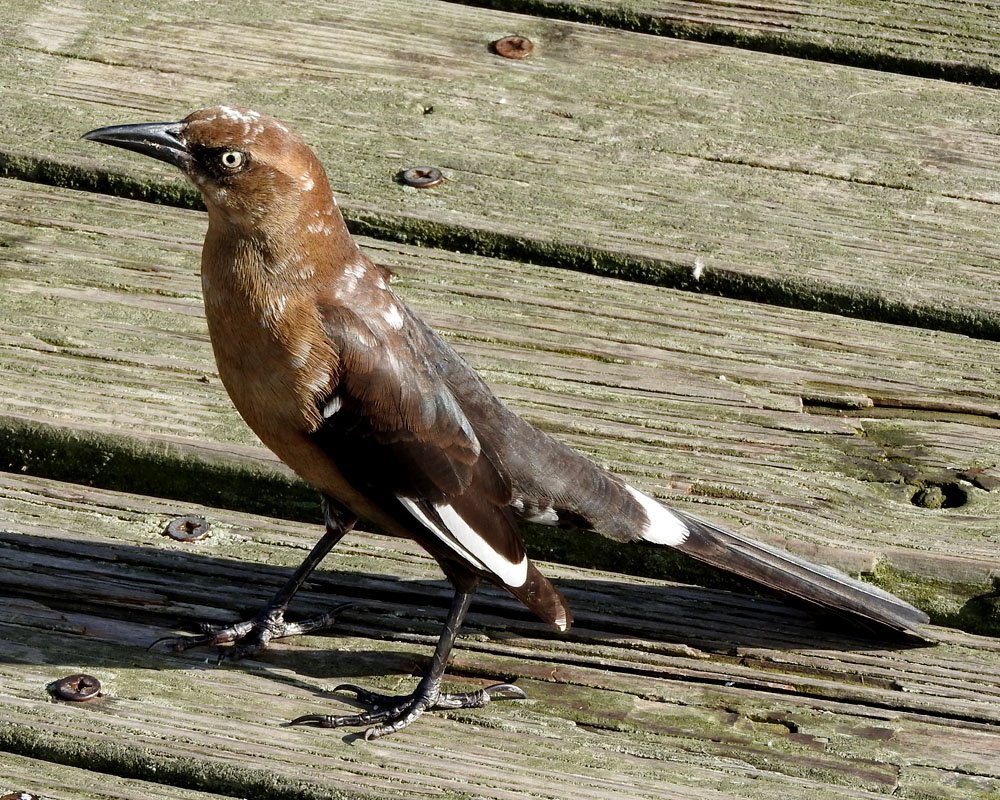 Solve Leucistic Great-tailed Grackle Female, Discovery Lake, San Marcos ...