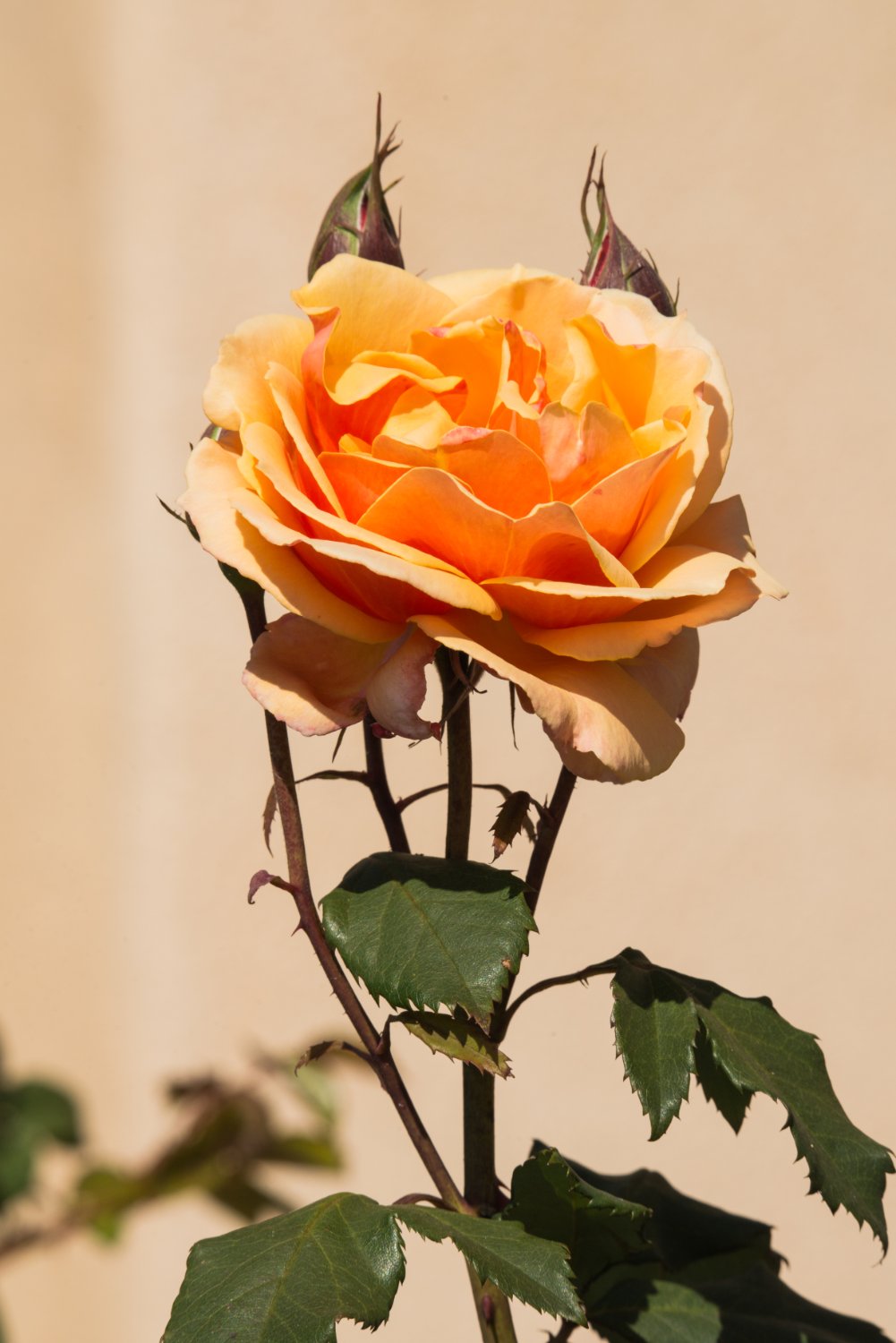 Jigsaw Puzzle | Classic "Horned" Rose Blossom | 70 pieces | Jigidi