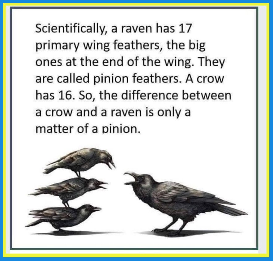 Solve crows jigsaw puzzle online with 25 pieces