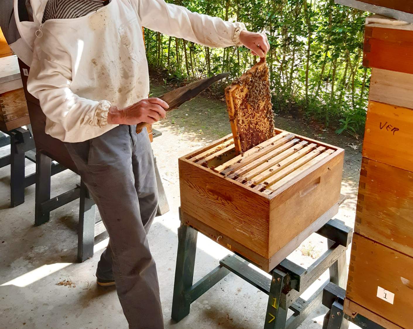 Solve Bees jigsaw puzzle online with 99 pieces