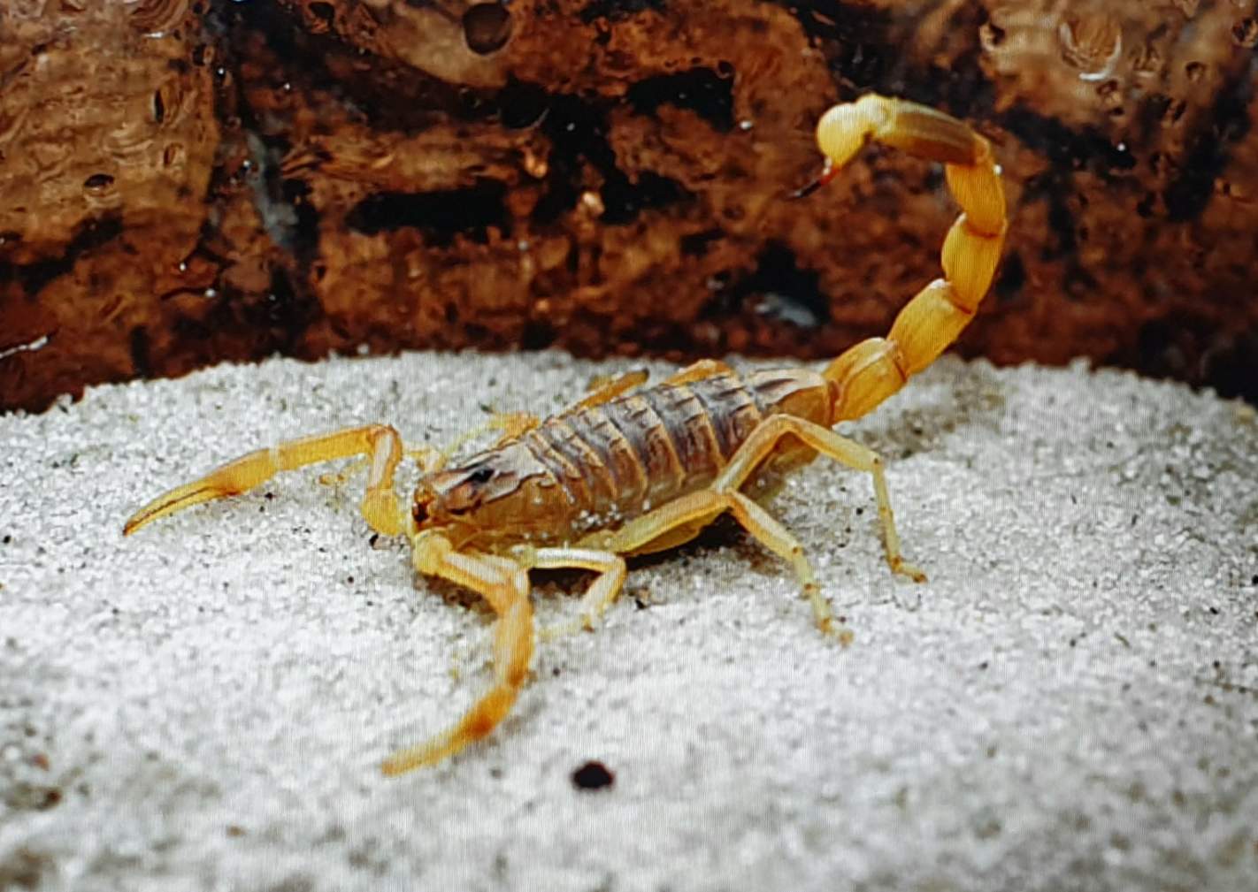 Solve DEATHSTALKER SCORPION jigsaw puzzle online with 35 pieces