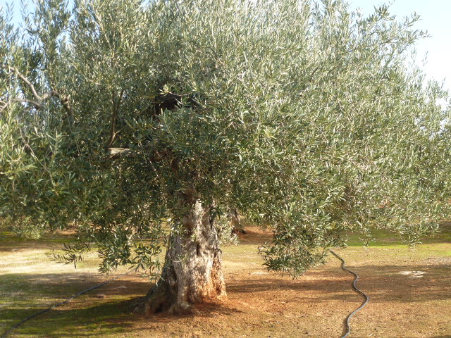 Solve Olive trees in Spain can be hundreds of years old and still bear ...