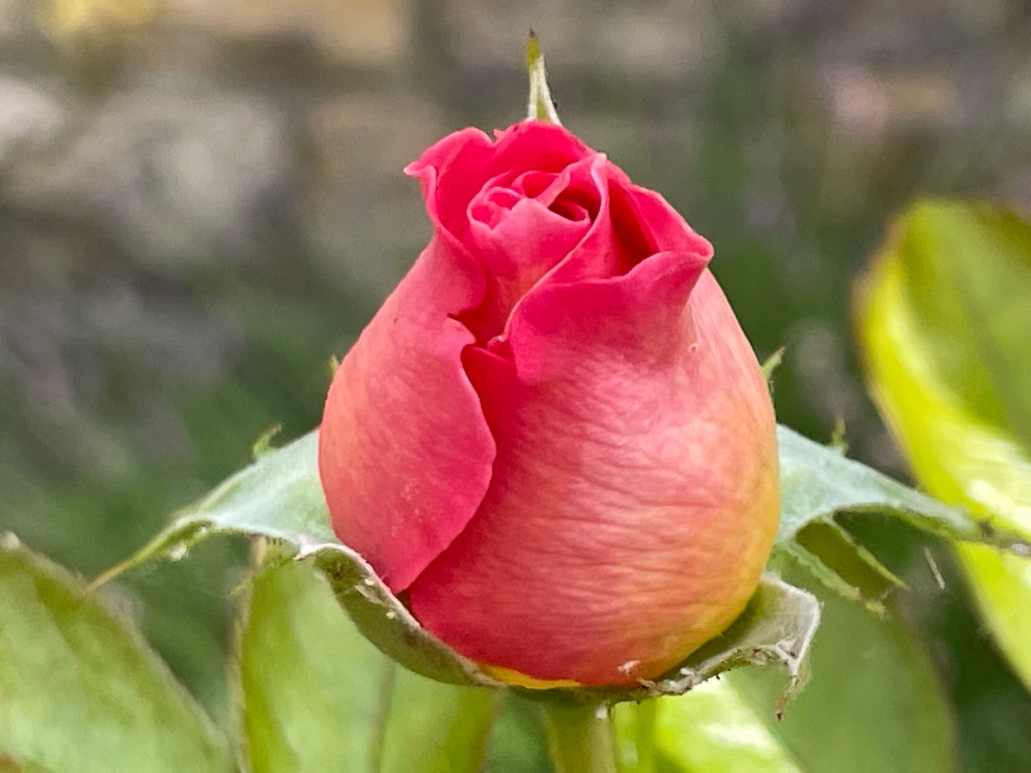 Solve Roses jigsaw puzzle online with 63 pieces