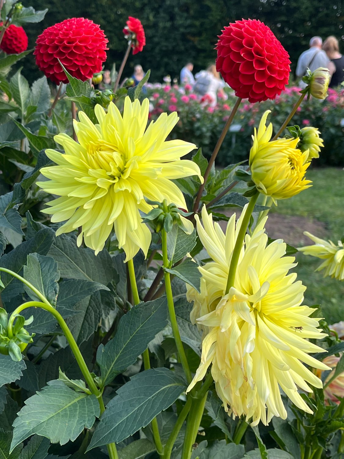 Solve Dahlia colors jigsaw puzzle online with 130 pieces