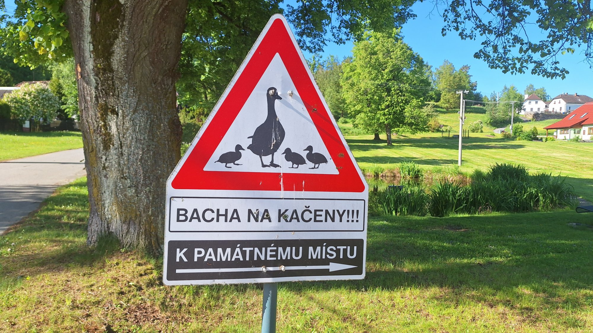 Solve Kachny, kachny, kachny jigsaw puzzle online with 60 pieces