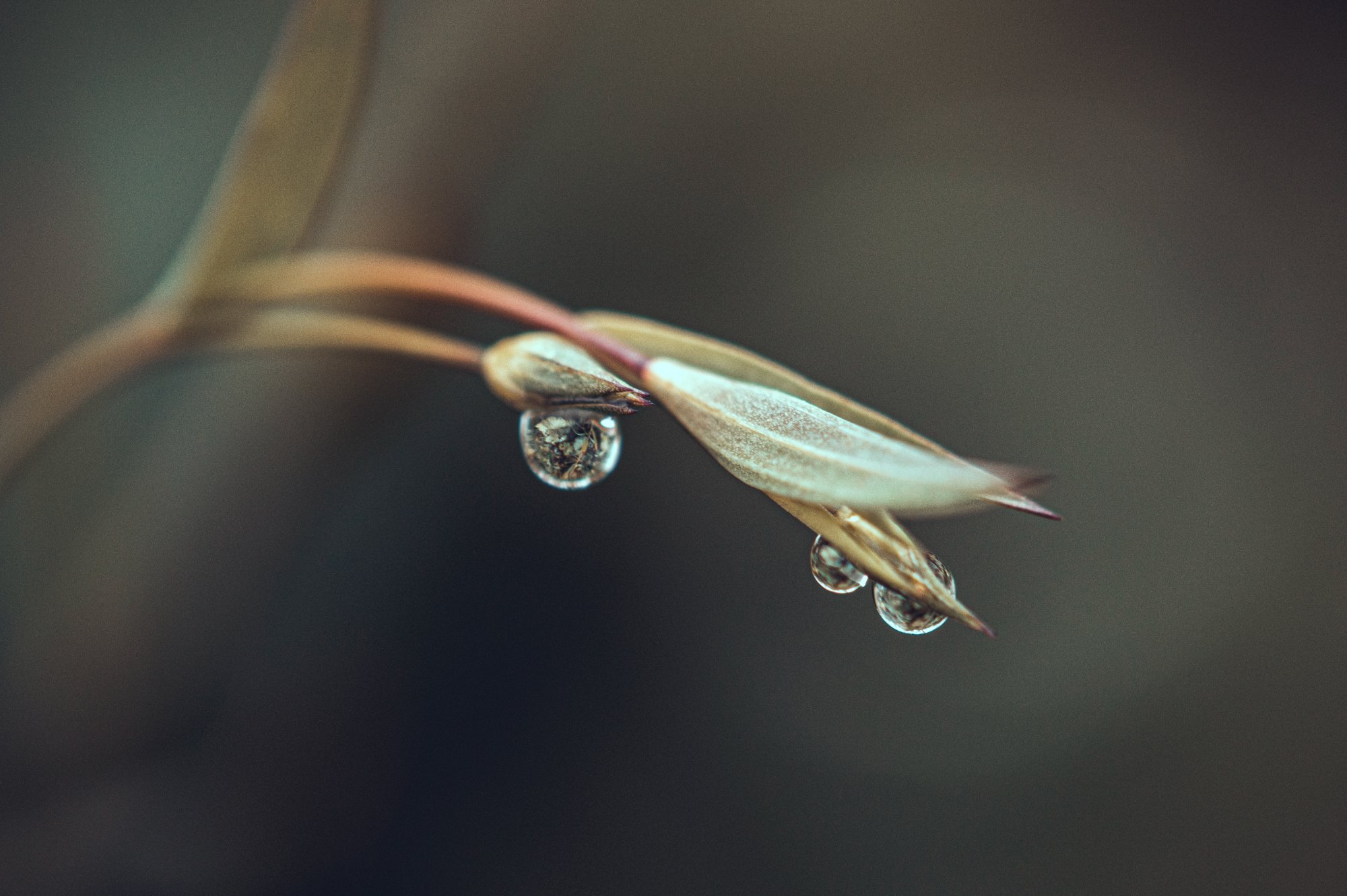 Solve drops jigsaw puzzle online with 126 pieces