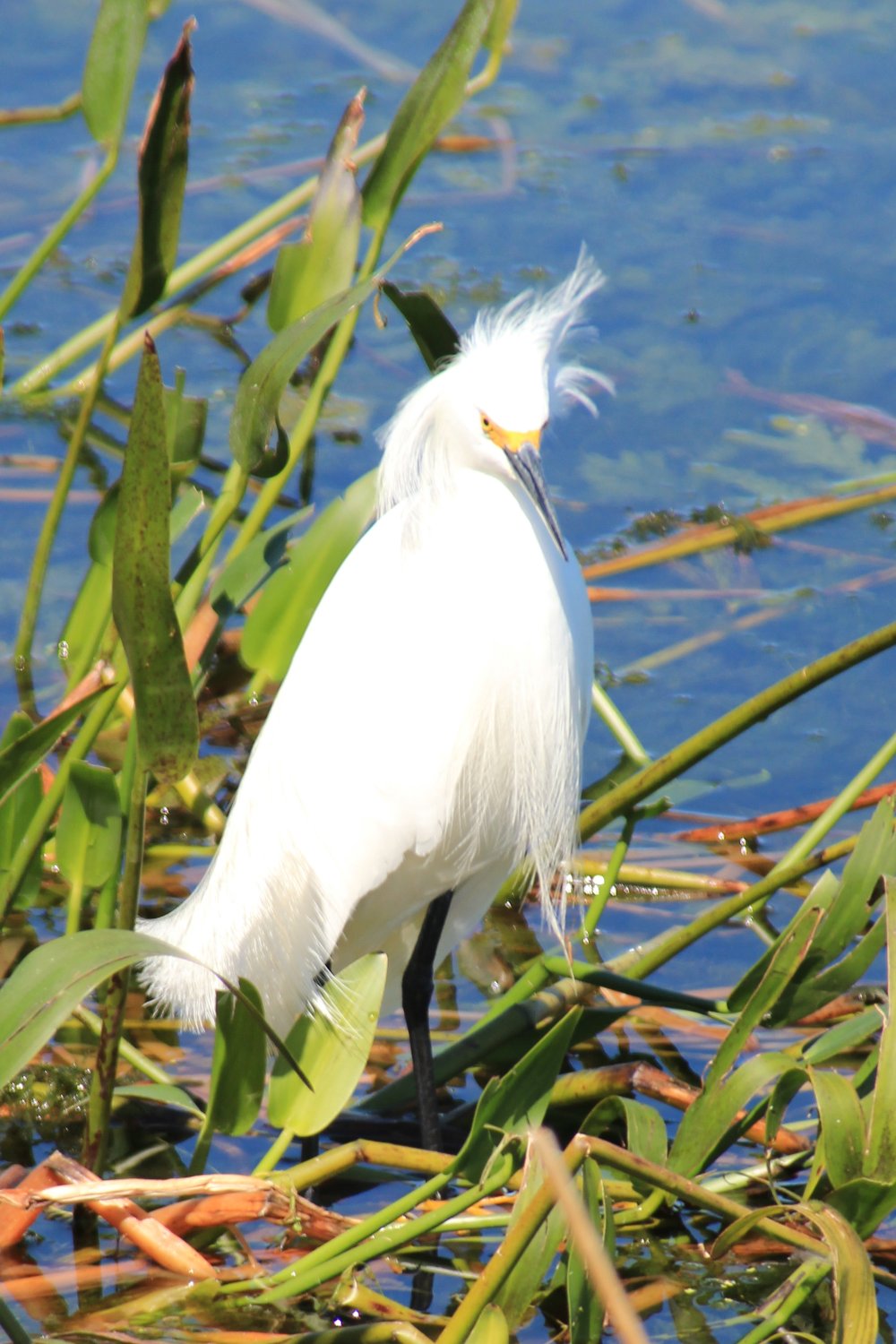 Solve Snowy Egret jigsaw puzzle online with 70 pieces