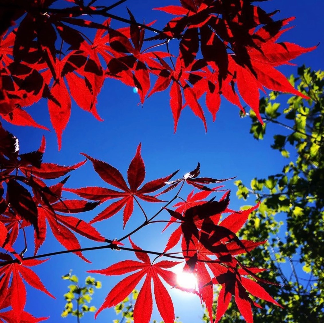 Solve Nature jigsaw puzzle online with 64 pieces