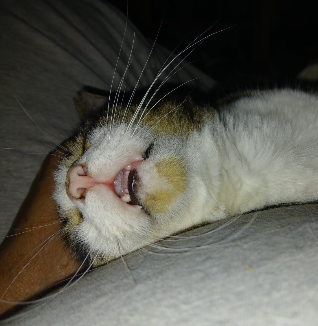 Solve Broke another one jigsaw puzzle online with 25 pieces