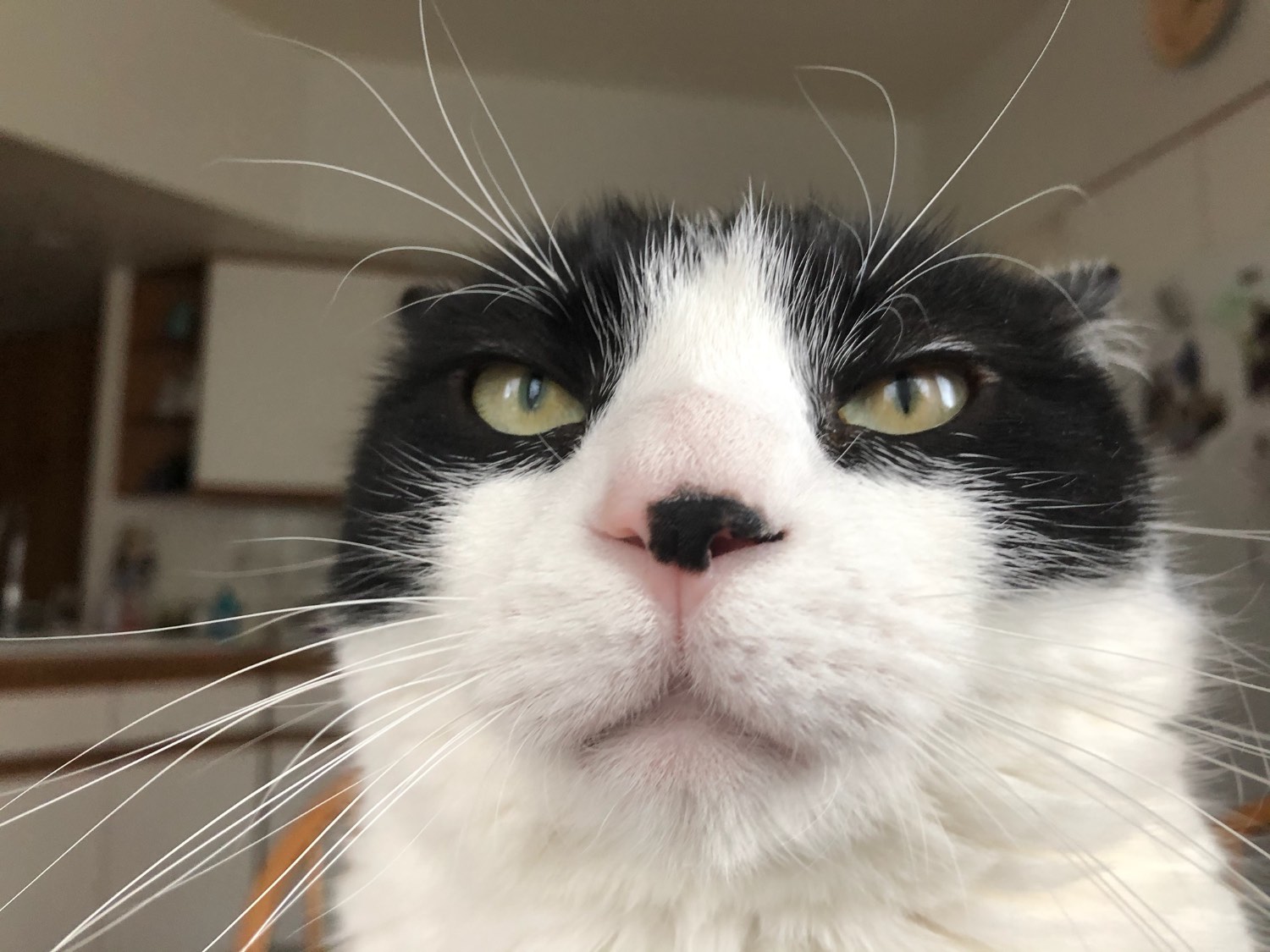 Solve Cat “stink eye” jigsaw puzzle online with 63 pieces