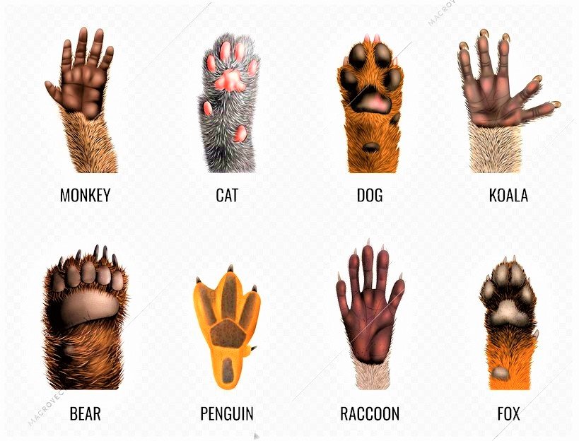 Solve Paws!!! jigsaw puzzle online with 12 pieces