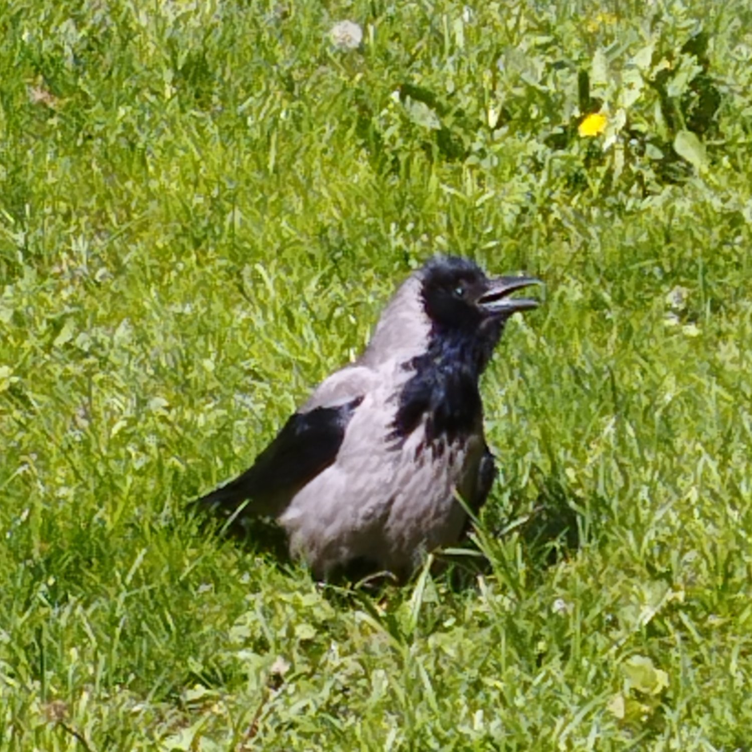 Solve Crow jigsaw puzzle online with 64 pieces