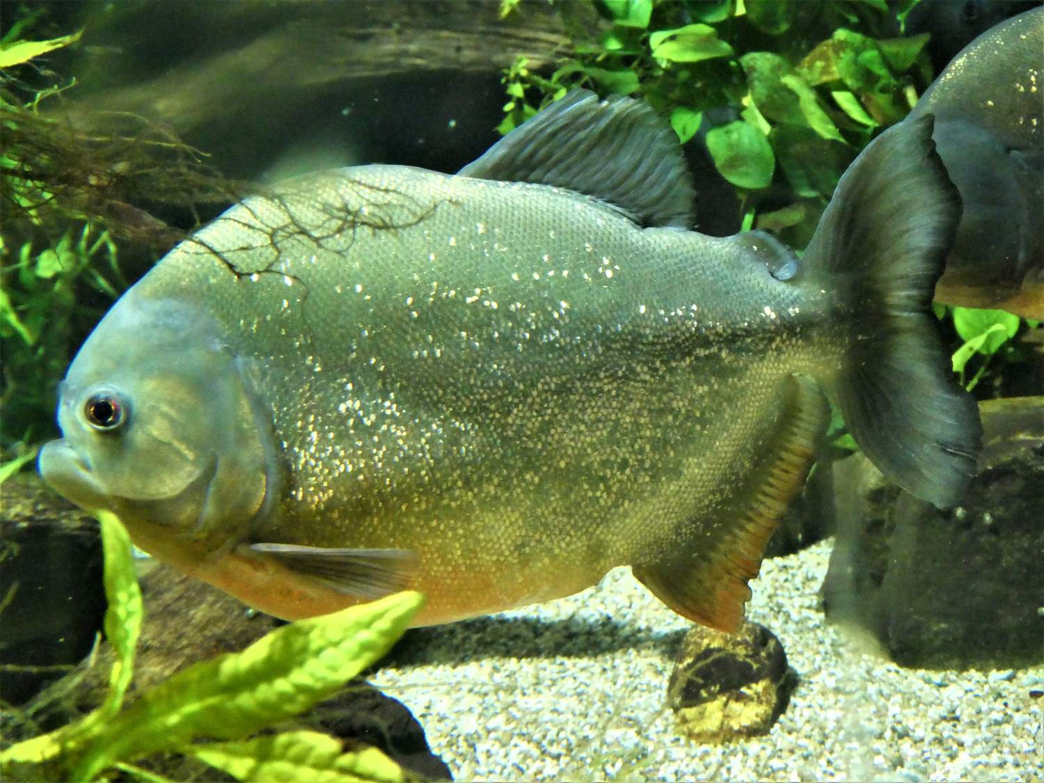 Jigsaw Puzzle | Visiting Ouwehands Dierenpark, Zoo, Rhenen. Nov. 2022 ...