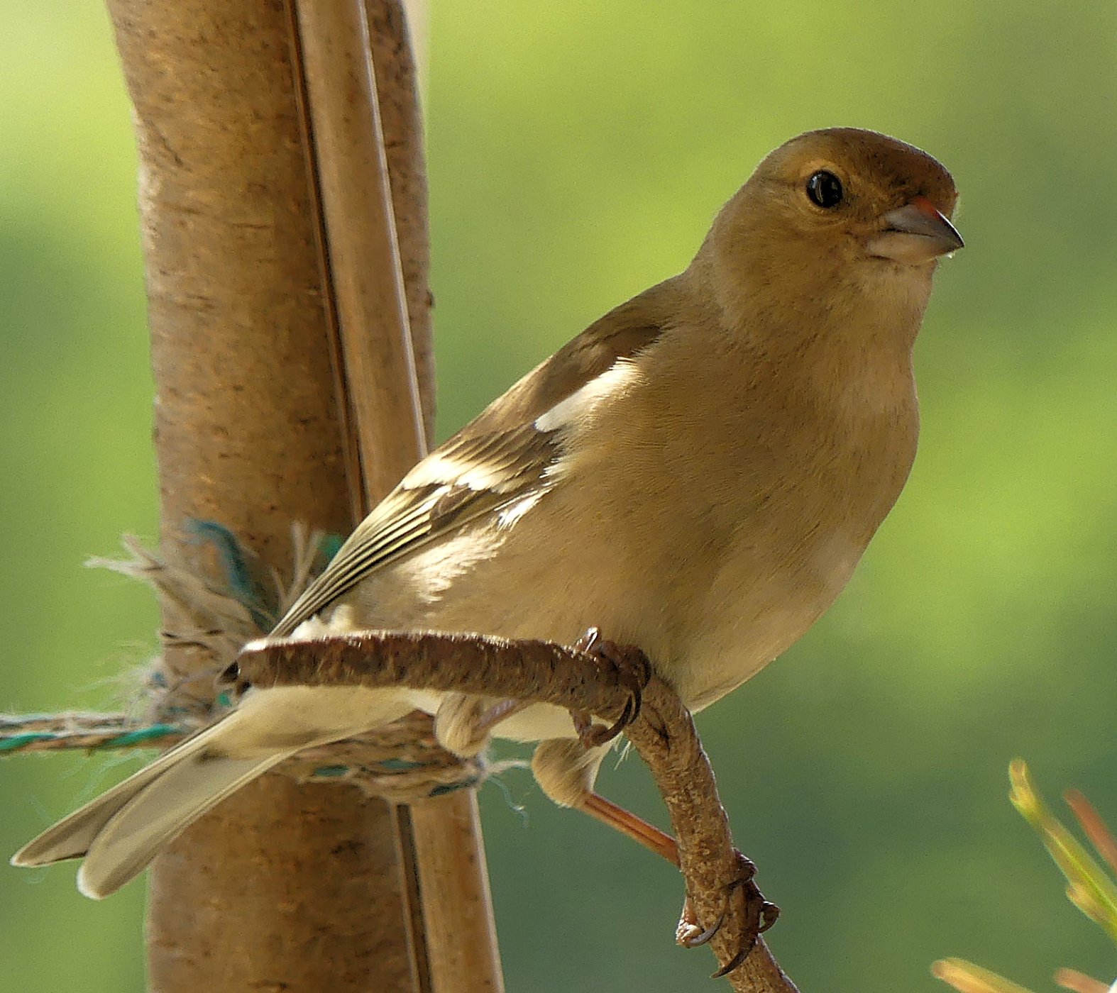 Solve a nice surprise!! jigsaw puzzle online with 56 pieces