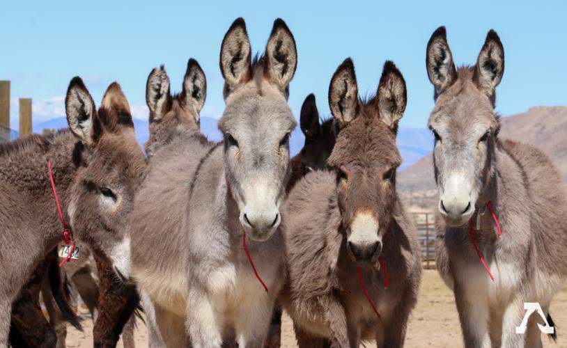 Solve Wild burros captured for adoption in Arizona. jigsaw puzzle ...