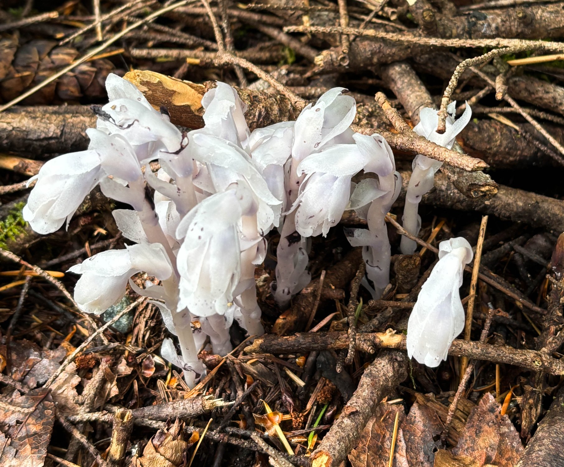 Solve A nice specimen of a rare plant, the ghost plant or Indian pipe ...