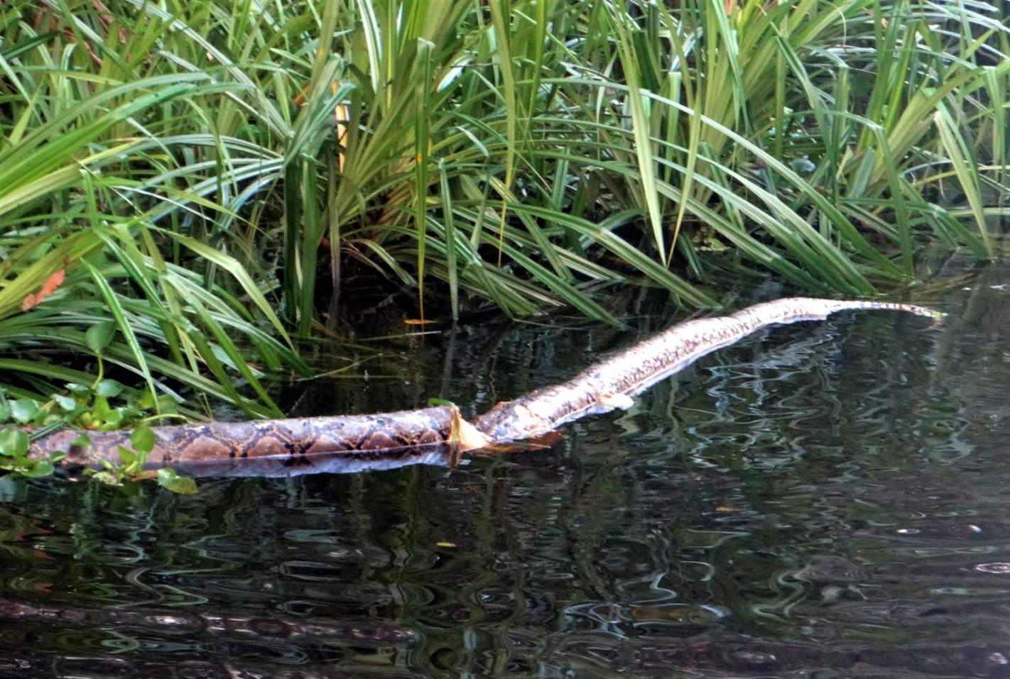 Solve BORNEO / Here you can see the other half of that enormous python ...