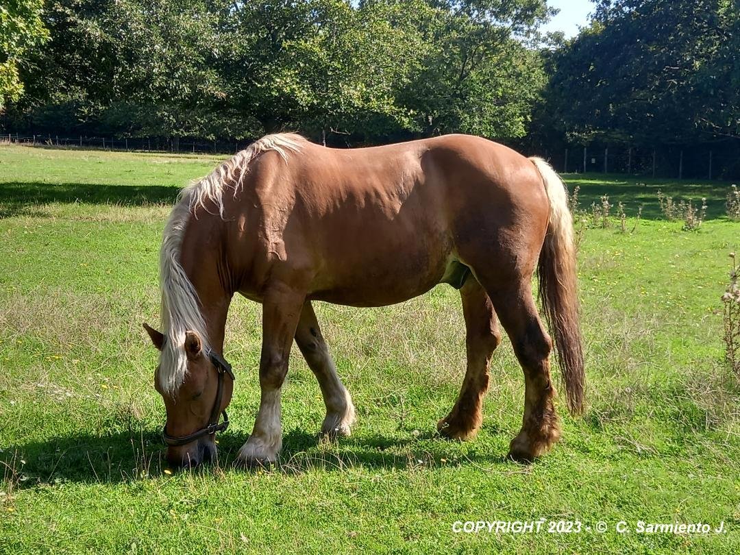 Solve MORNING WALK – Comtois Horses 2 jigsaw puzzle online with 154 pieces