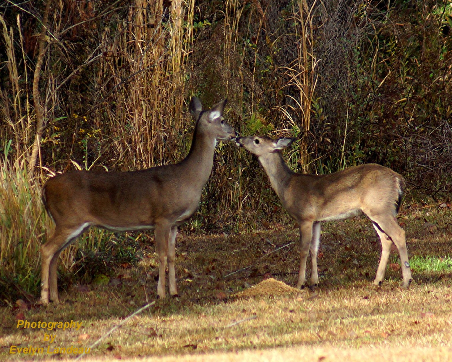 Solve Doe and yearling jigsaw puzzle online with 252 pieces