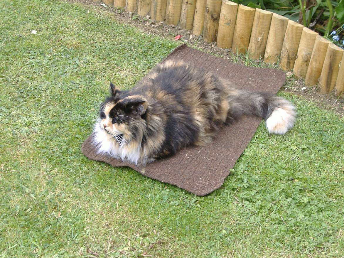 Puzzle | 20 pièces | Garden - Tasha Cat on 'Her' Kneeling Mat! | Jigidi