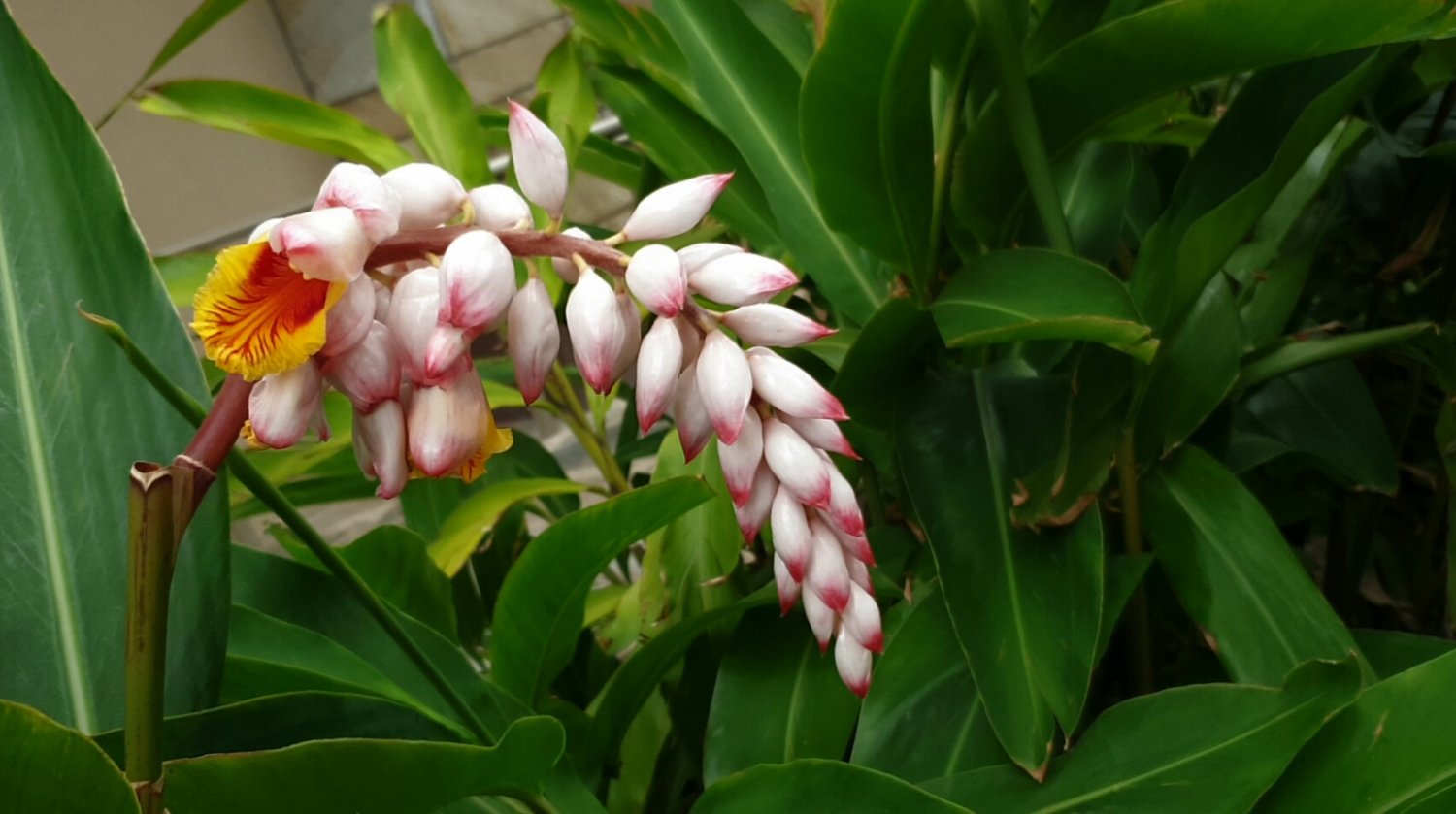 Solve ORNAMENTAL GINGER PLANT jigsaw puzzle online with 28 pieces