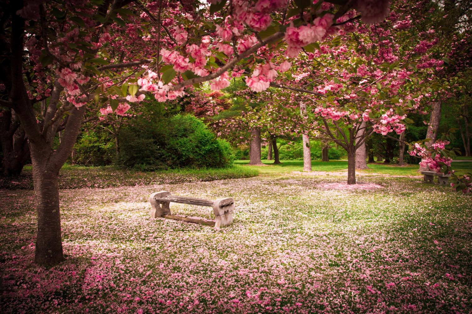Solve The Three Cherry Trees jigsaw puzzle online with 96 pieces