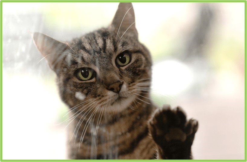 Solve Honoring Coochie. (This is a lookalike.) jigsaw puzzle online ...