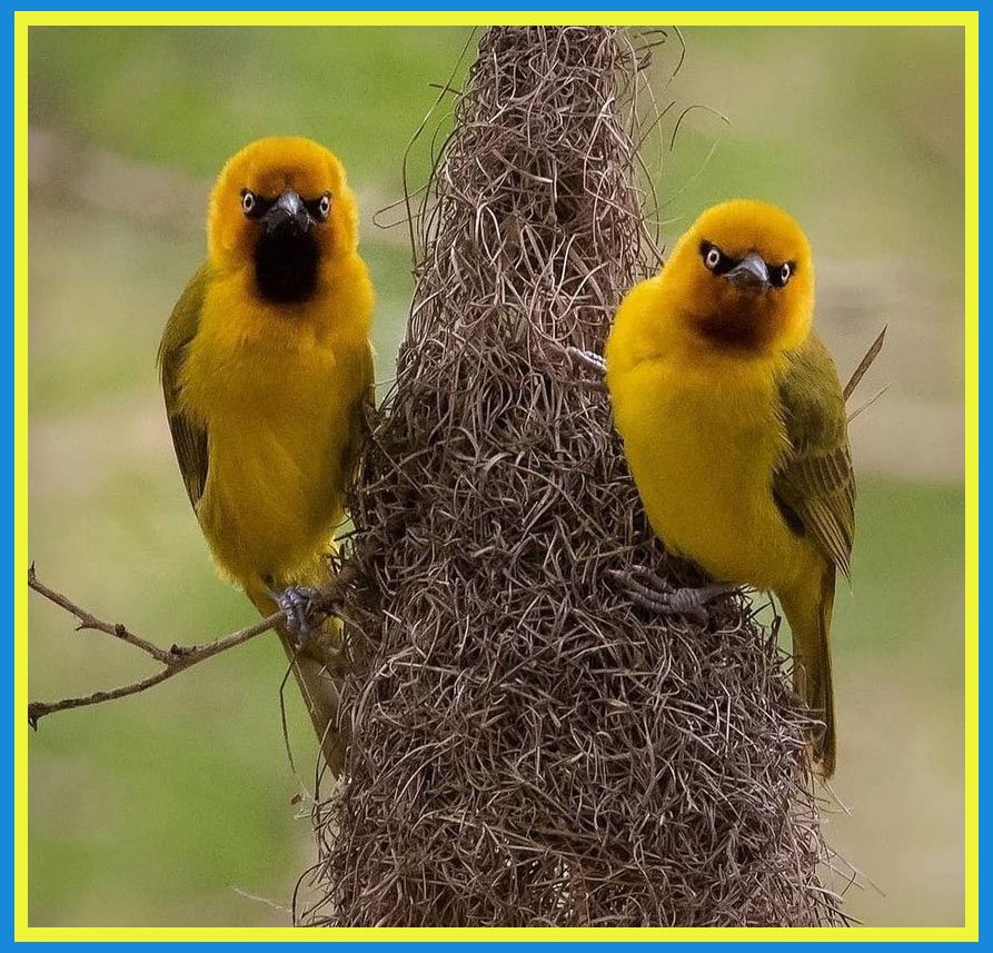 Solve Cape Weavers jigsaw puzzle online with 81 pieces