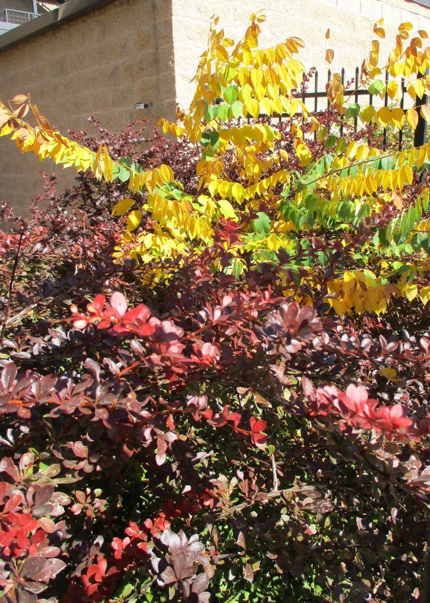 Solve Two bushes jigsaw puzzle online with 24 pieces