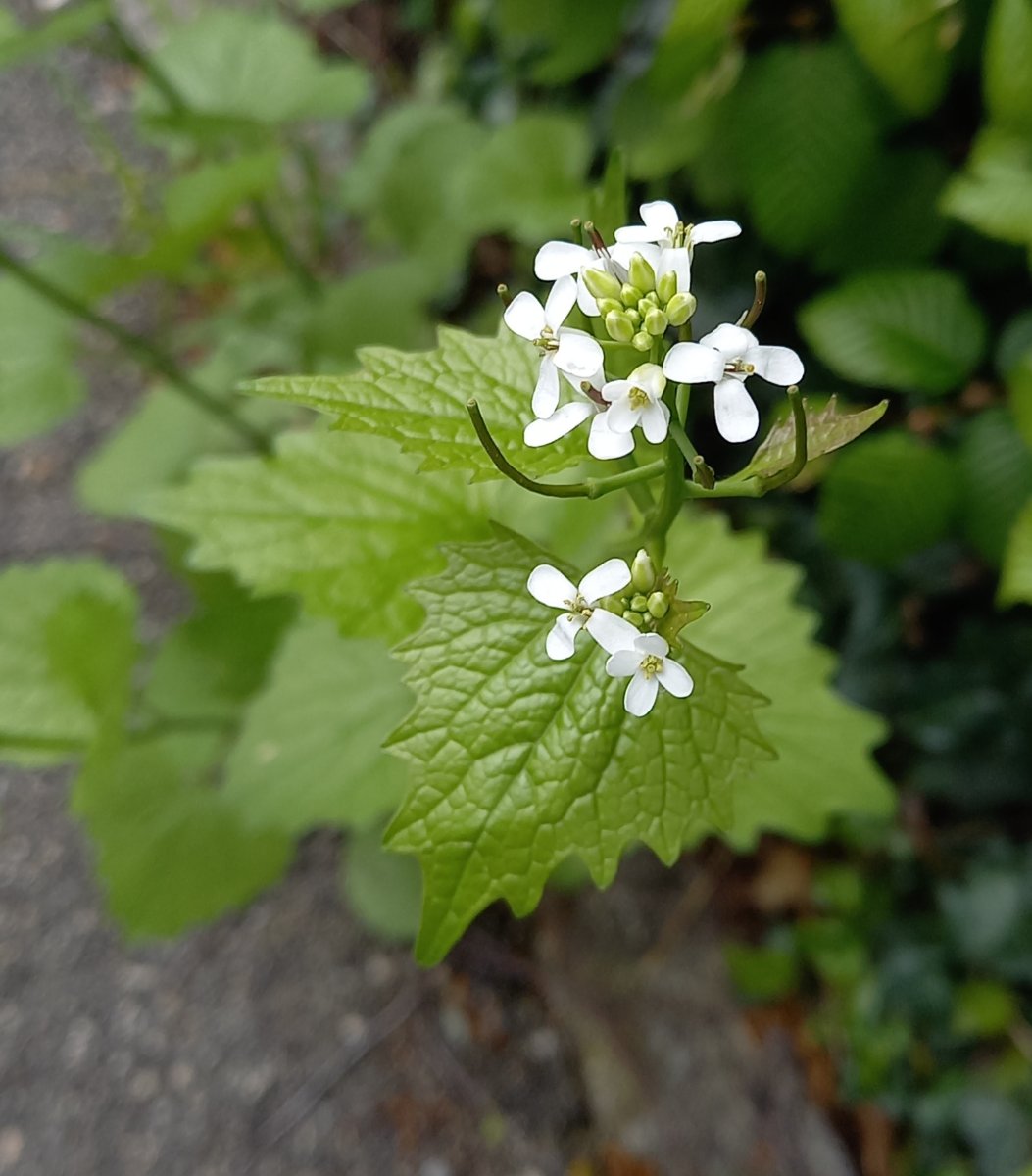 Solve Urban Biodiversity jigsaw puzzle online with 30 pieces