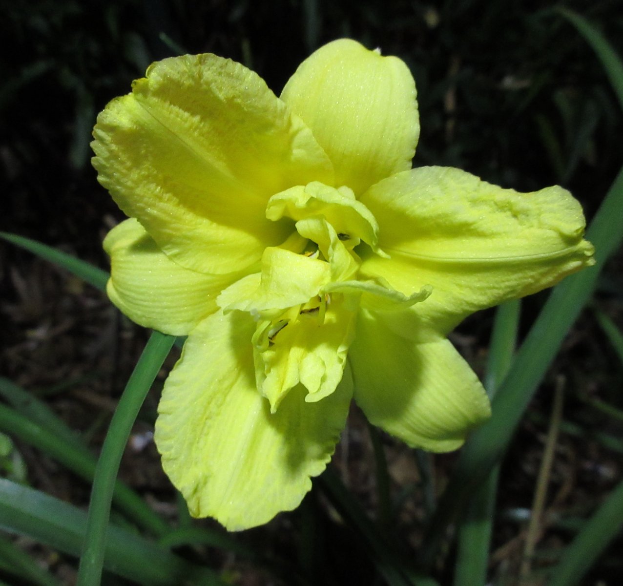Solve Daylily "Happy Returns" .....once again this year! jigsaw puzzle ...