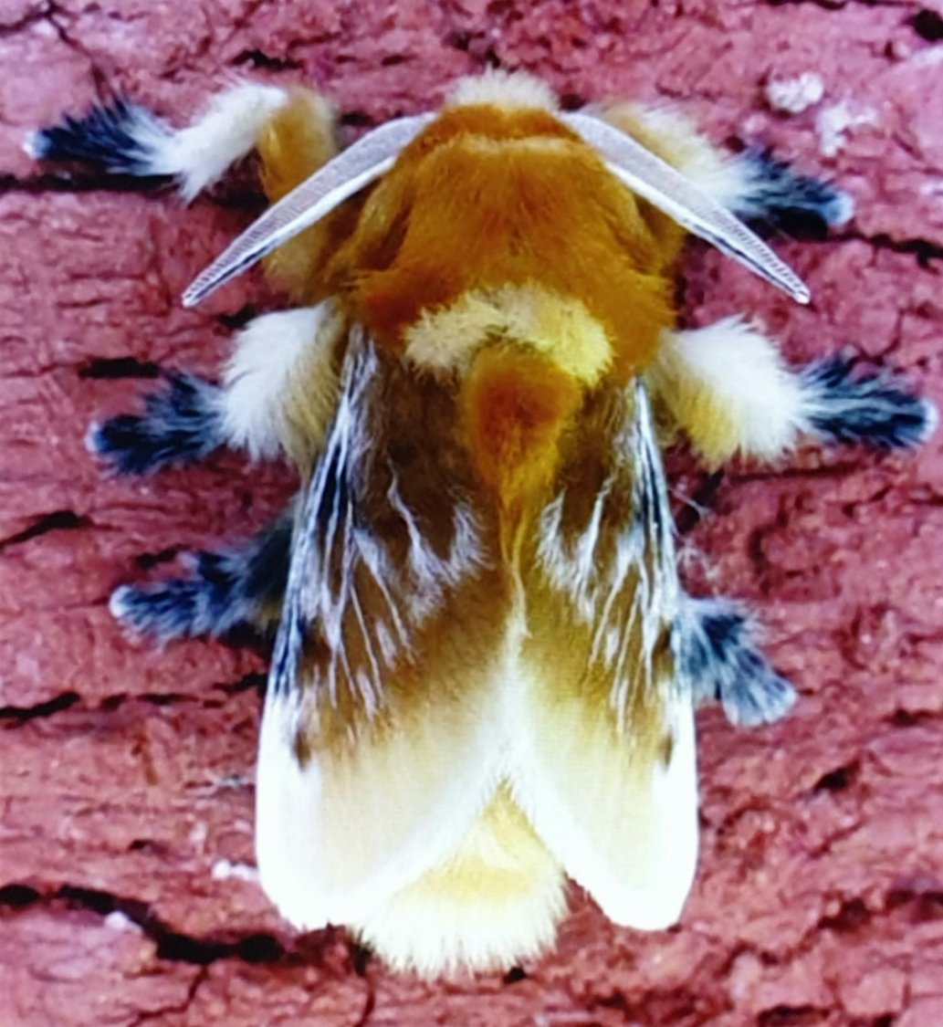 Solve SOUTHERN FLANNEL MOTH jigsaw puzzle online with 25 pieces