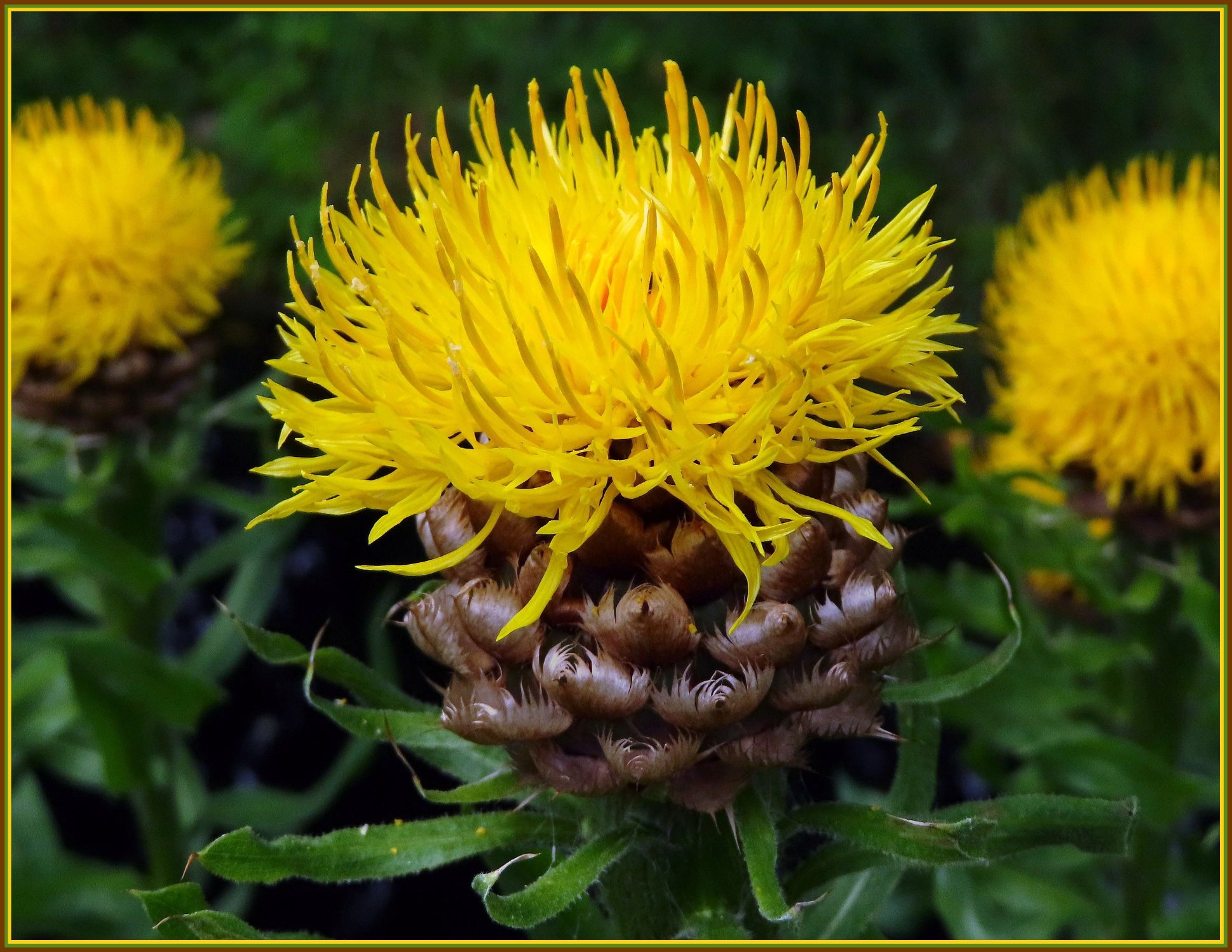 Solve Centaurea macrocephala 2 jigsaw puzzle online with 154 pieces
