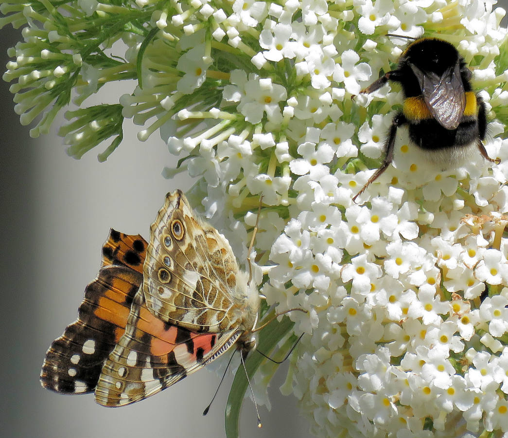 Solve painted lady and white tailed bumblebee on buddleia ...