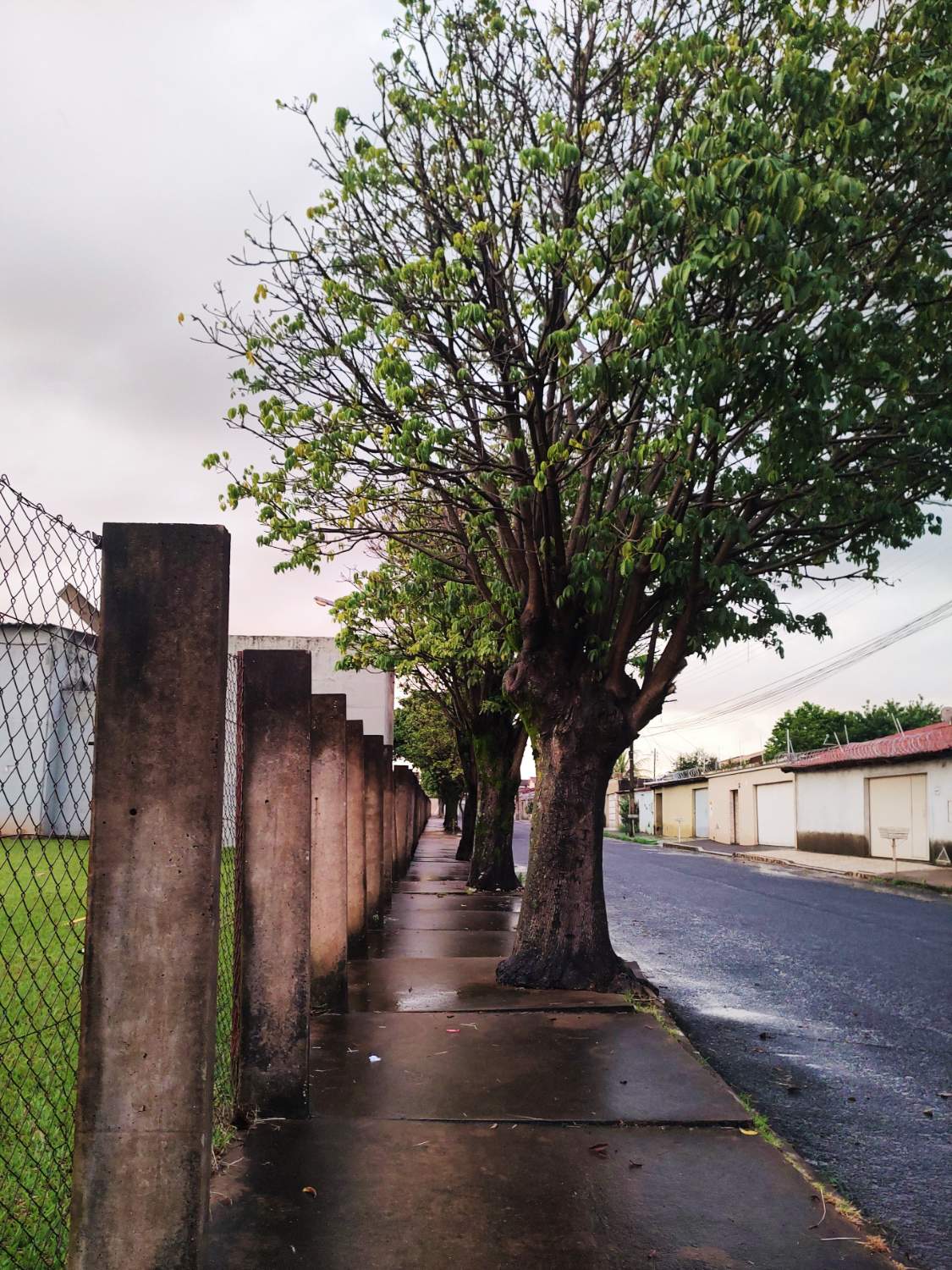 Solve Independent Trees jigsaw puzzle online with 130 pieces