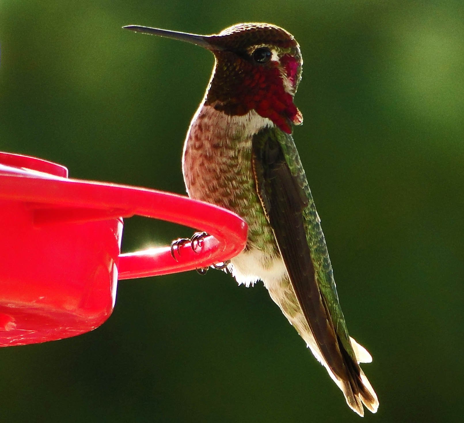 Solve Anna's male hummingbird (National Hummingbird Day) jigsaw puzzle ...