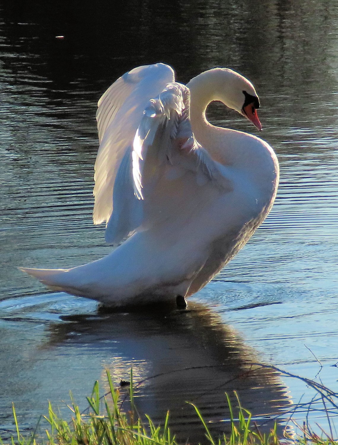 Solve mute swan, having a flap jigsaw puzzle online with 80 pieces
